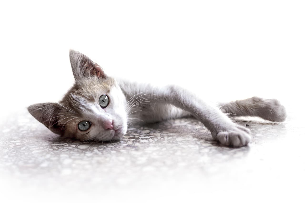 Mutuelle chat : comment assurer la santé de votre chat à moindre coût ...